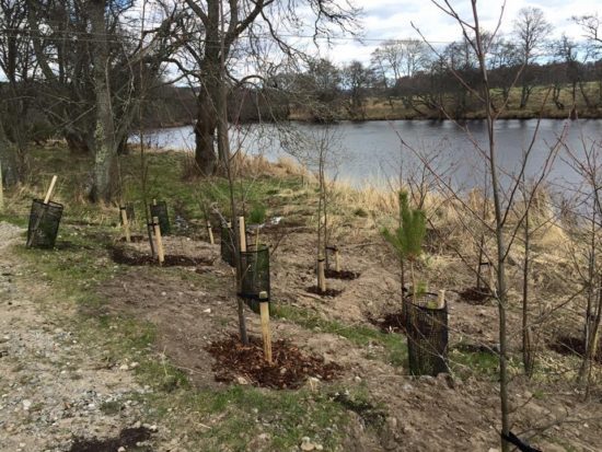 Sustainability and Tree Planting Initiatives | Trees4Scotland